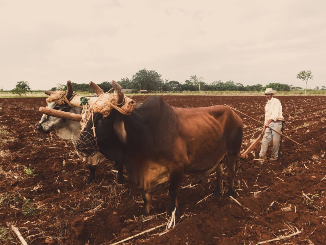 [76] The Parable Of The Ploughman Longing For The King’s Daughter From ...
